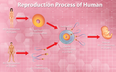 Reproductive process human Royalty Free Vector Image