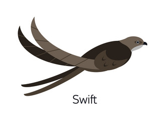 Swiftlet Vector Images (23)