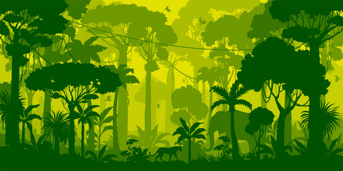 Amazon Rainforest Trees Drawings