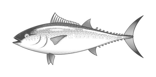 Cape hake sketch hand drawn fish hake seafood Vector Image