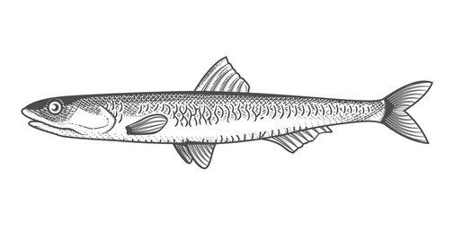 Cape hake sketch hand drawn fish hake seafood Vector Image