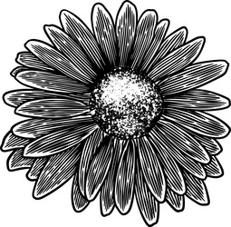 Hand drawn flower botanical drawing of pirus Vector Image