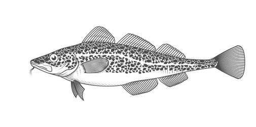 Cape hake sketch hand drawn fish hake seafood Vector Image