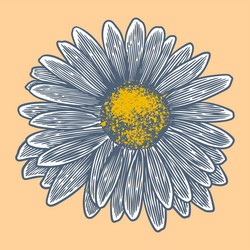 Hand drawn flower botanical drawing of pirus Vector Image