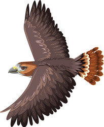 Flying Hawk Front