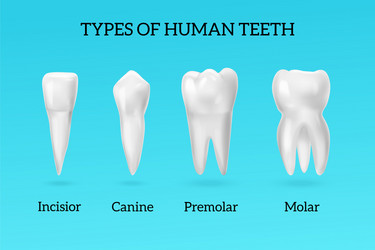 Premolar Teeth Diagram