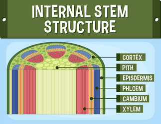 Internal structure of stem diagram Royalty Free Vector Image