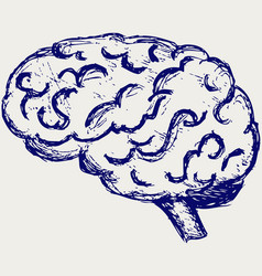 Human brain doodle Royalty Free Vector Image - VectorStock