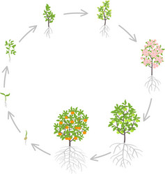 Orange Tree Growth Stages Vector Images (26)