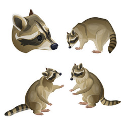 Raccoons Vector Images (over 15,000)