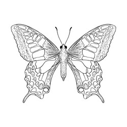 Butterfly Sketch Vector Images (over 13,000)