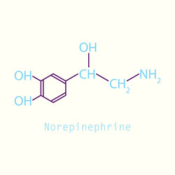 Norepinephrine noradrenaline norepi hormone Vector Image