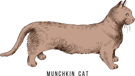 Munchkin Cat Breed Vector Images (over 200)