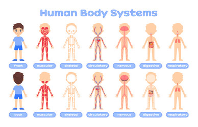 Set of isolated cartoon boys and human body Vector Image