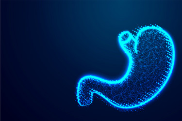 Abstract wireframe stomach Royalty Free Vector Image