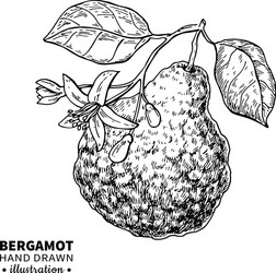 Bergamot drawing isolated vintage Royalty Free Vector Image