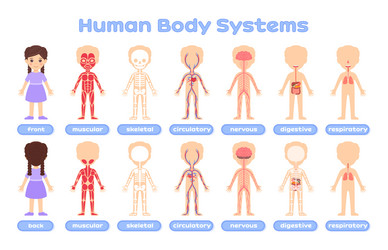 Human body systems cartoon girl front back view Vector Image