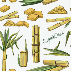 Crop stages sugarcane growing sugar cane plant Vector Image