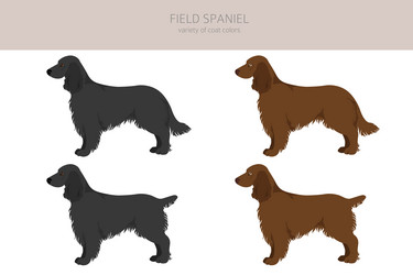 Field spaniel clipart different poses coat colors Vector Image