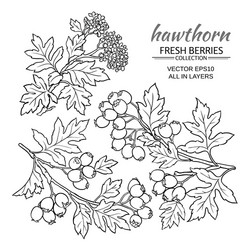 Hawthorn may birth flower line drawing print set Vector Image