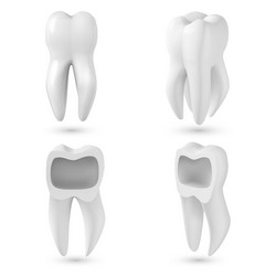 Realistic 3d tooth set healthy teeth care Vector Image
