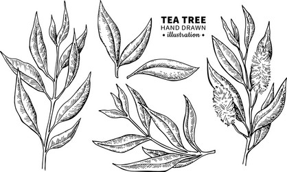 Tree Drawing Vector Images (over 220,000)