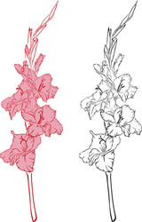 Gladiolus Vector Images (over 610)