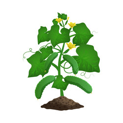 Cucumber plant isolated on white background Vector Image