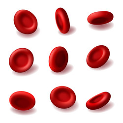 Red blood cells Royalty Free Vector Image - VectorStock
