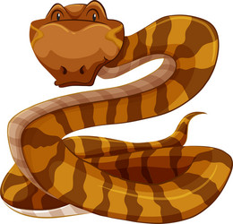Rattlesnake Royalty Free Vector Image - VectorStock