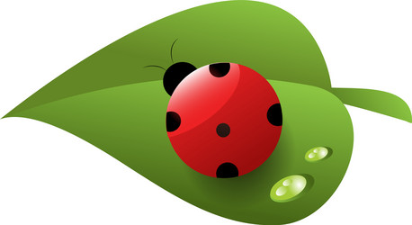Ladybird Vector Images (over 11,000)
