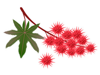 Castor Oil Leaf Vector Images (74)