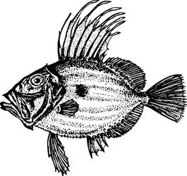 Fish coregonus tugun Royalty Free Vector Image