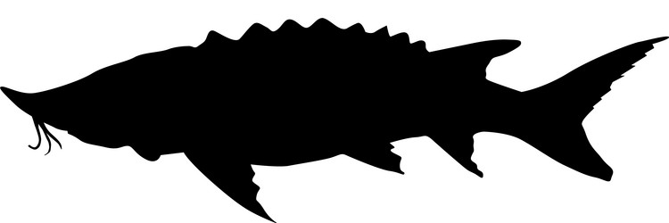 Sturgeon Vector Images (over 1,500)