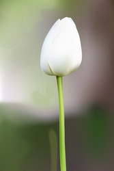 Single Tulip Vector Images (over 1,400)