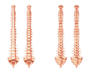 Spine Vertebrae Front Vector Images (76)