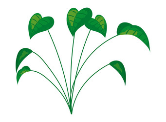 Pothos Vector Images (over 230)