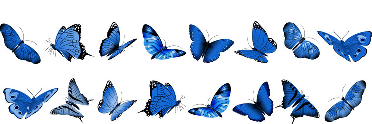 Blue Butterflies Flying
