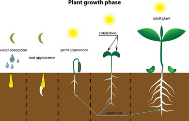 From seed to plant growth process Royalty Free Vector Image