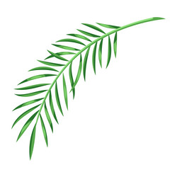 Stylized palm leaf image Royalty Free Vector Image