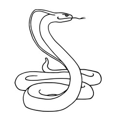 Reptile venomous snake indian spectacled cobra Vector Image