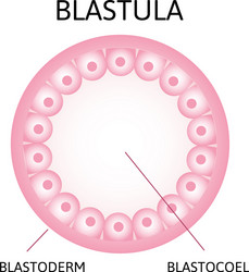 Morula embryo cell consisting 16 cells Royalty Free Vector