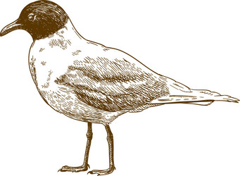 Engraving drawing of great northern loon Vector Image