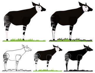 Okapi Vector Images (over 250)