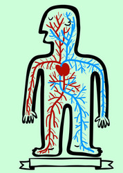 Circulatory System Cartoon Vector Images (over 350)