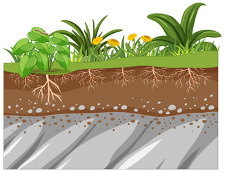 Cartoon Plant Root Vector Images (over 10,000)