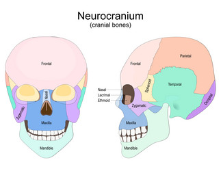 Anatomy of the newborn skull cranial sutures Vector Image
