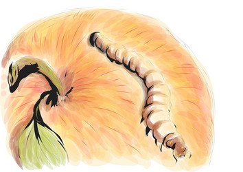 Life cycle mealworm Royalty Free Vector Image - VectorStock