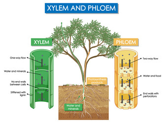 Plant cohesion vascular tissue xylem and phloem Vector Image