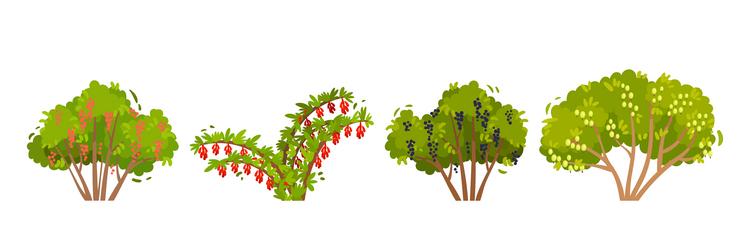 Berry Bush Clipart